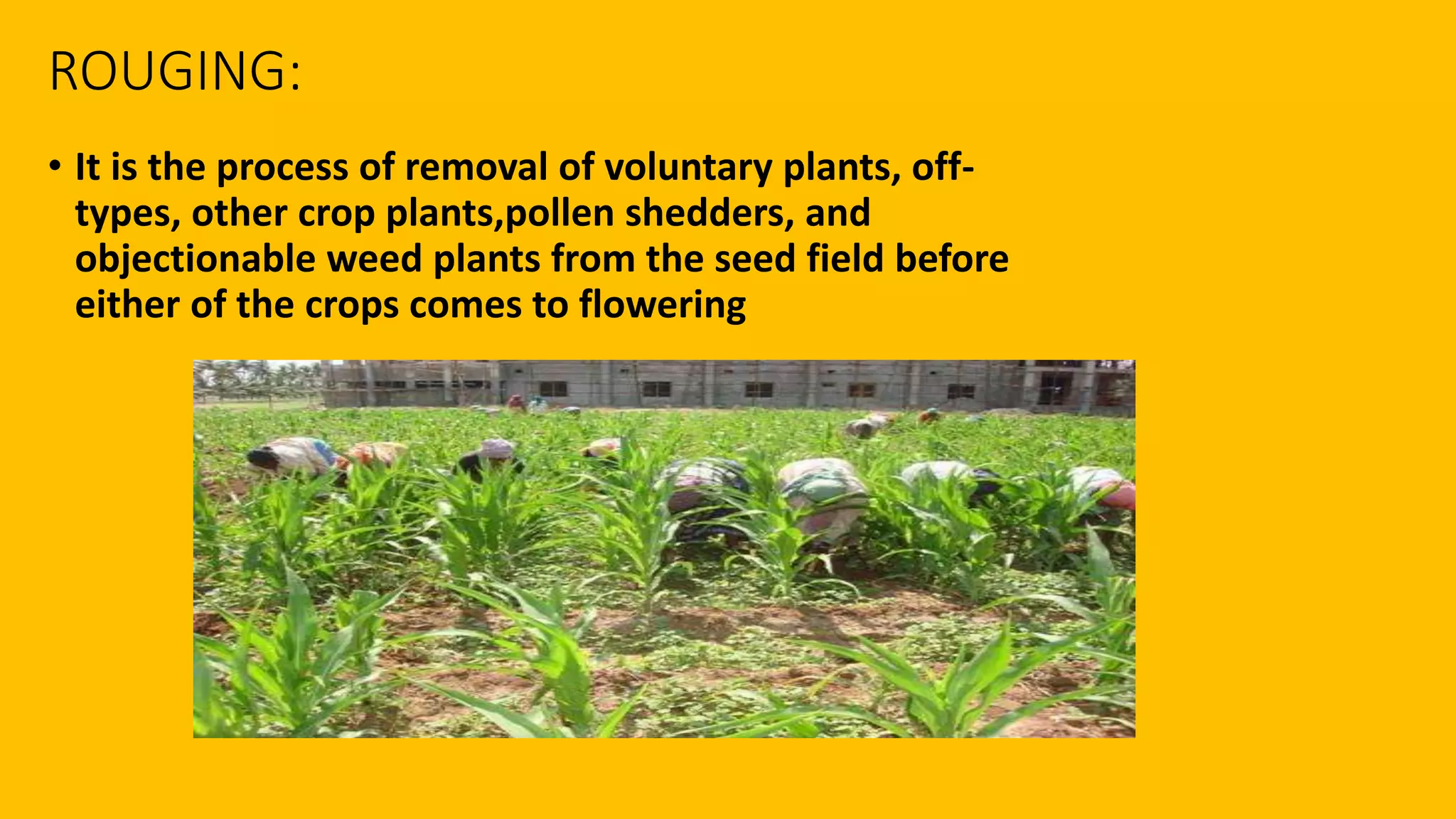 Seed production technology of maize | PPTX