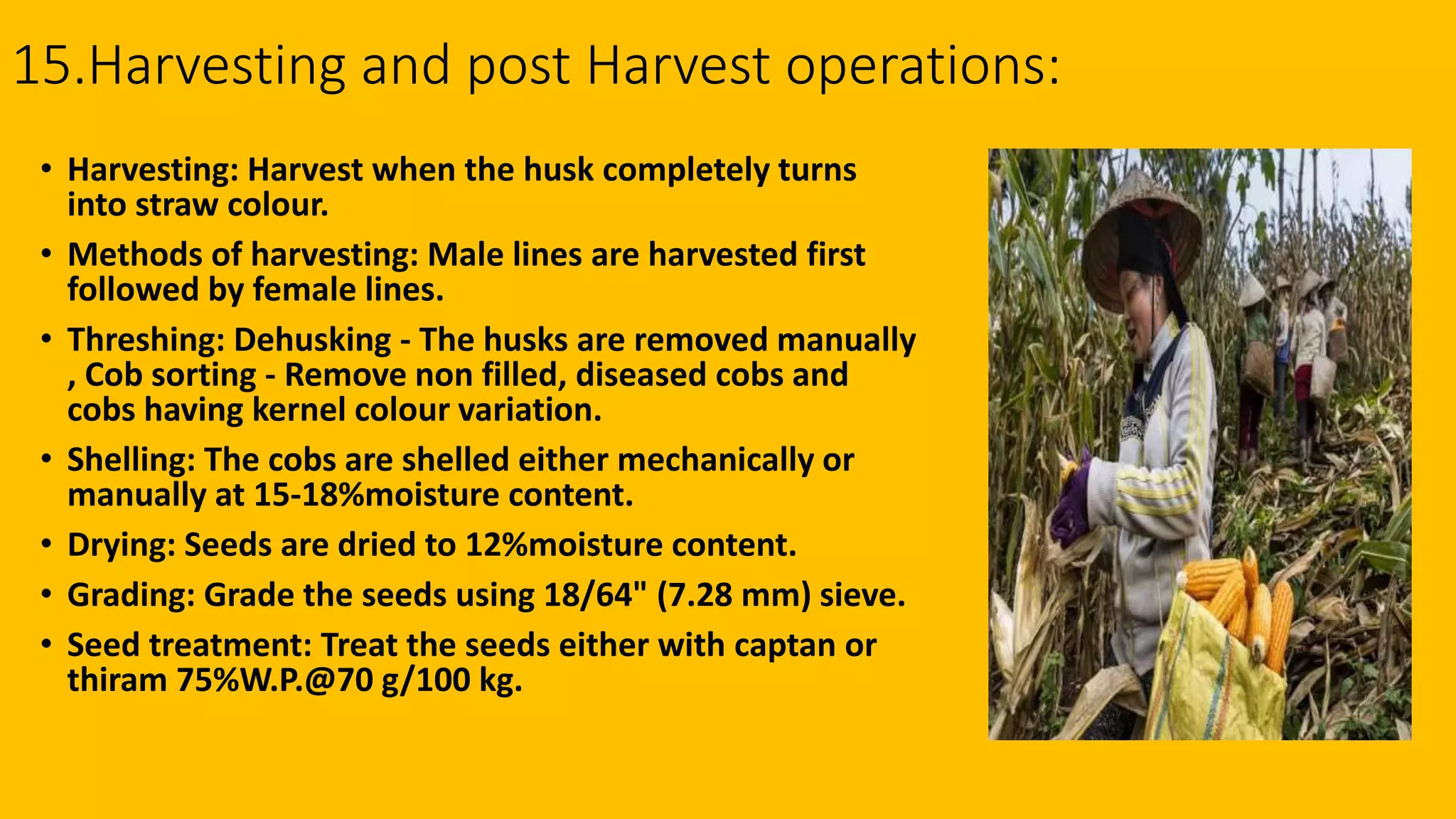 Seed production technology of maize | PPTX