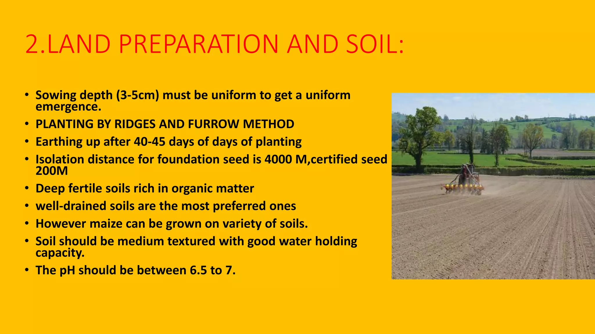 Seed production technology of maize | PPTX