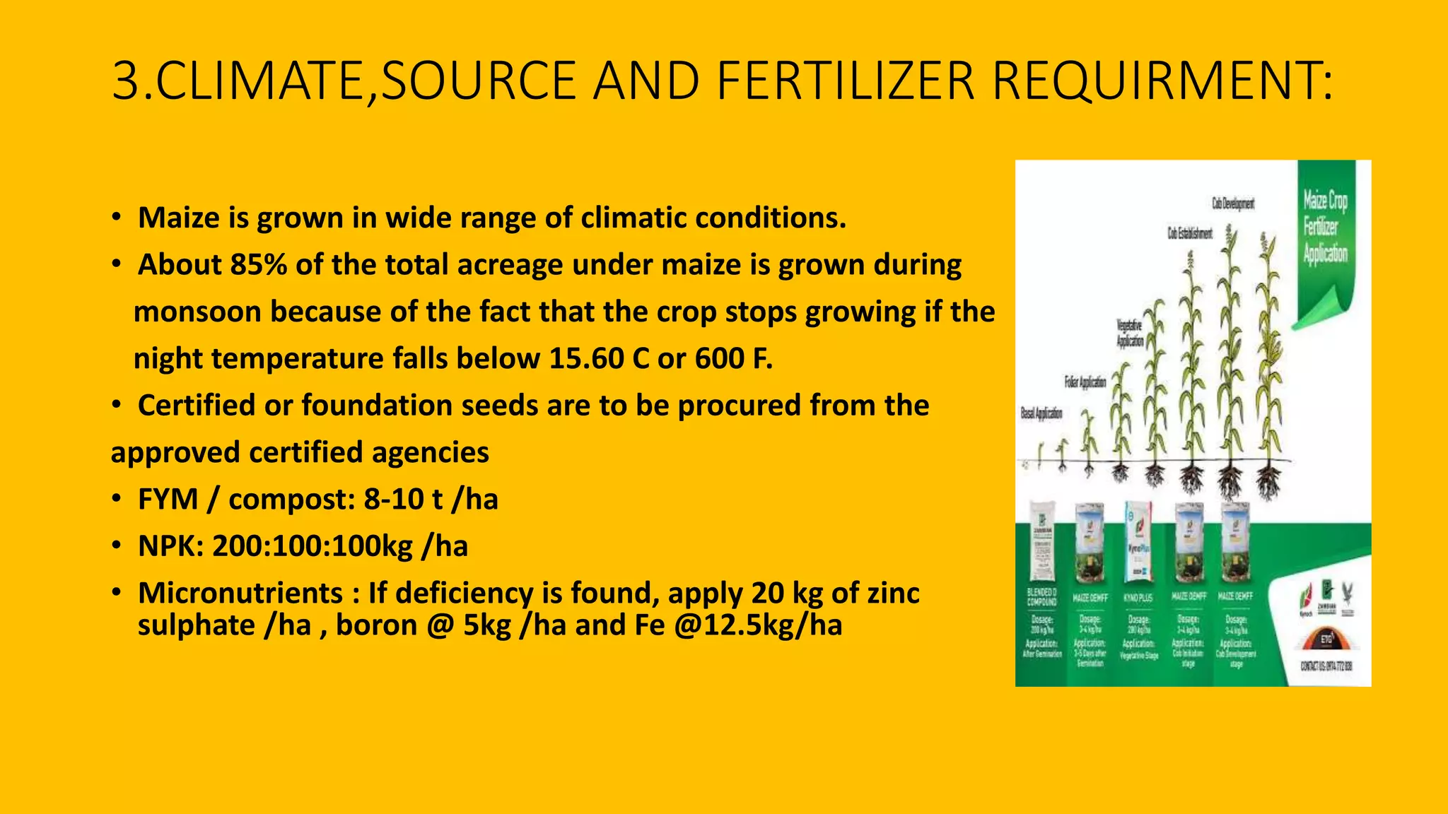 Seed production technology of maize | PPTX