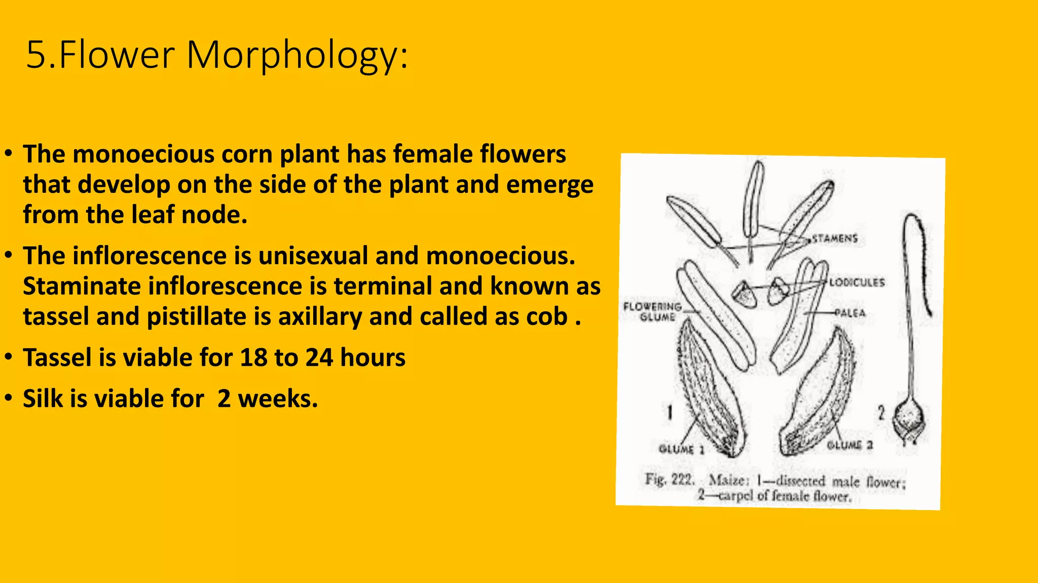 Seed production technology of maize | PPTX
