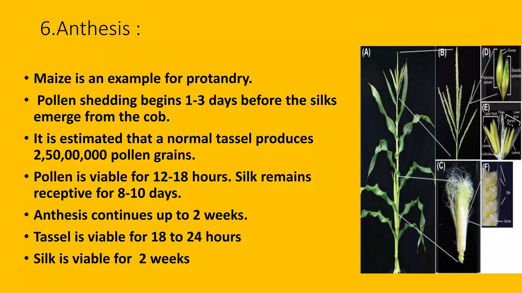 Seed production technology of maize | PPTX