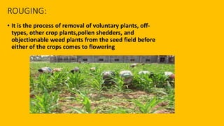 Seed production technology of maize | PPTX