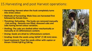 Seed production technology of maize | PPTX