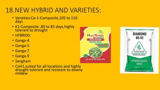 Seed production technology of maize | PPTX
