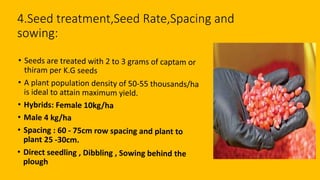 Seed production technology of maize | PPTX