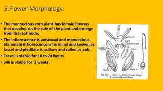 Seed production technology of maize | PPTX