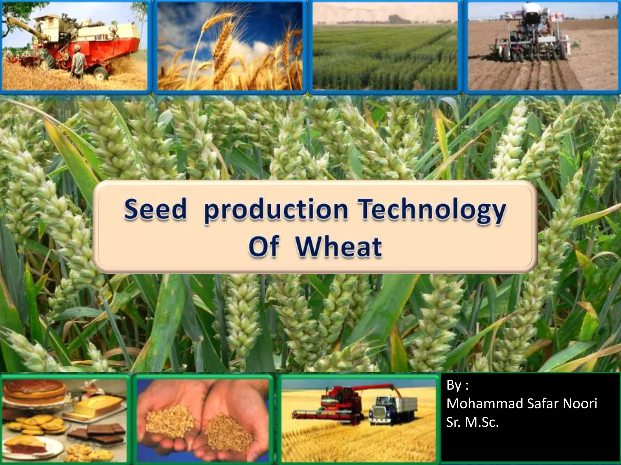 Seed production technology of wheat | PPSX