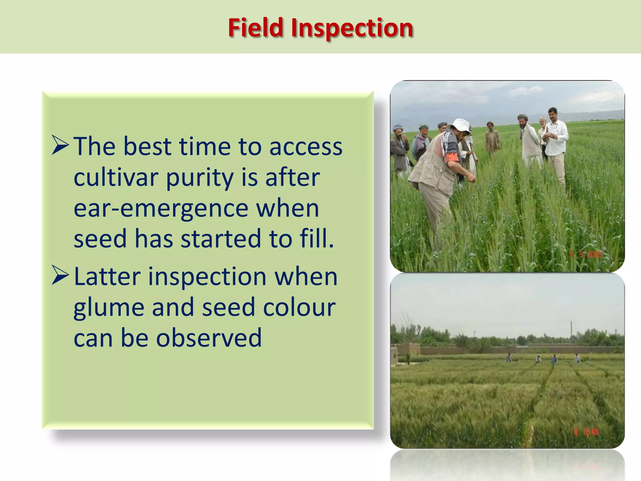 Seed production technology of wheat | PPSX