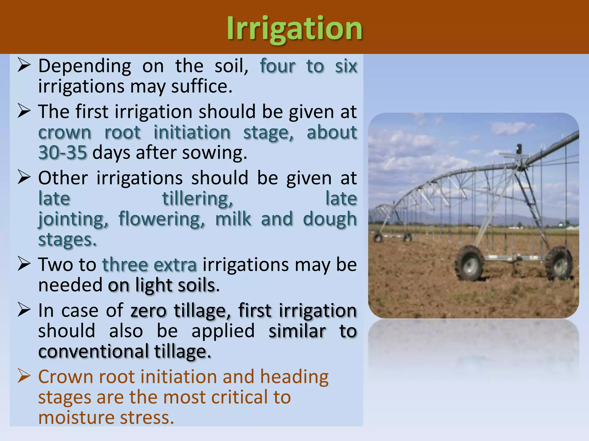 Seed production technology of wheat | PPSX