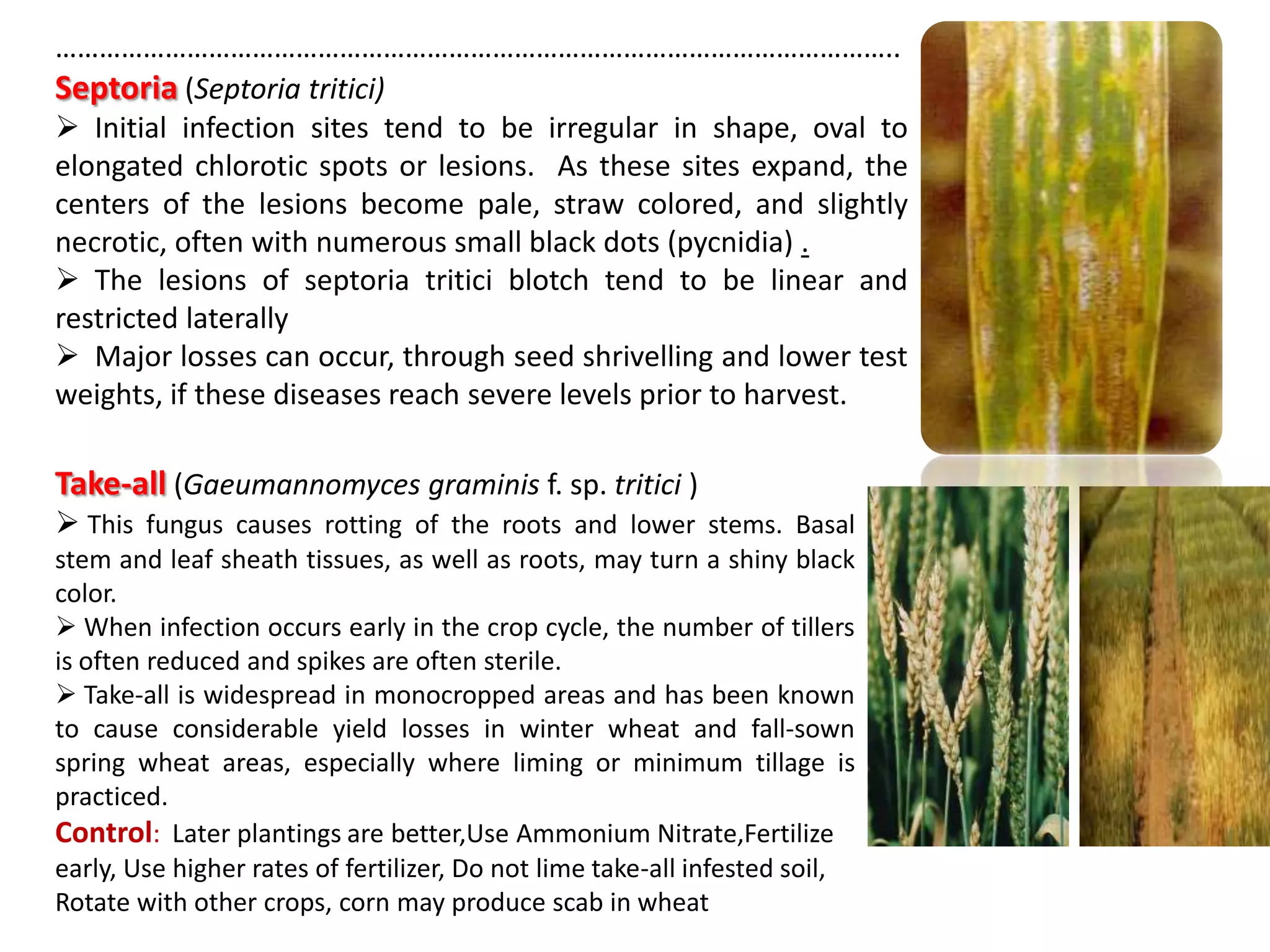 Seed production technology of wheat | PPSX