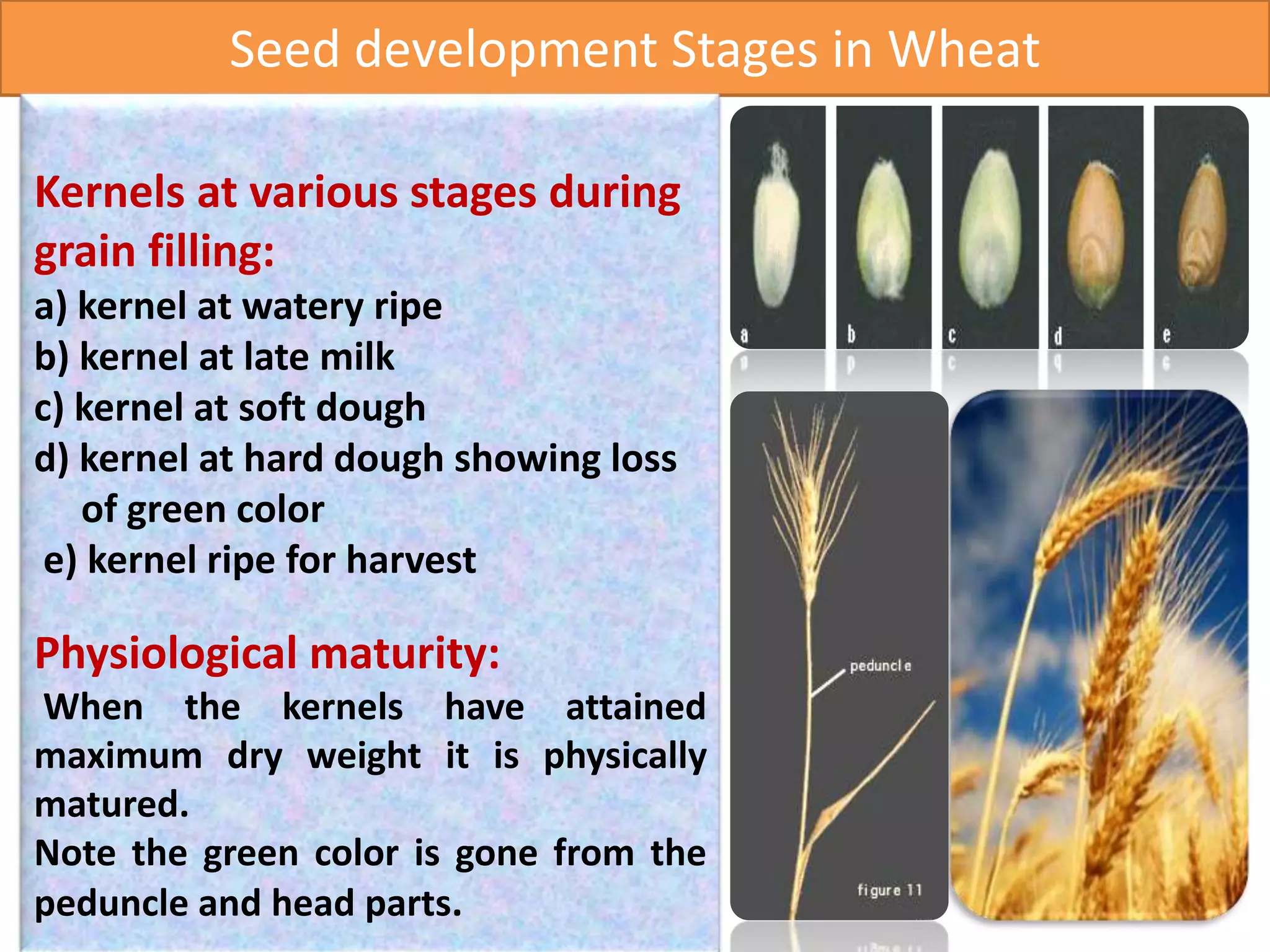 Seed production technology of wheat | PPSX