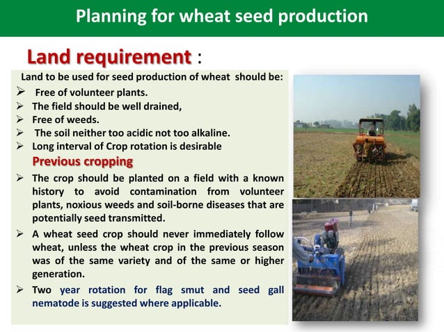 Seed production technology of wheat | PPSX | Agriculture | Industries