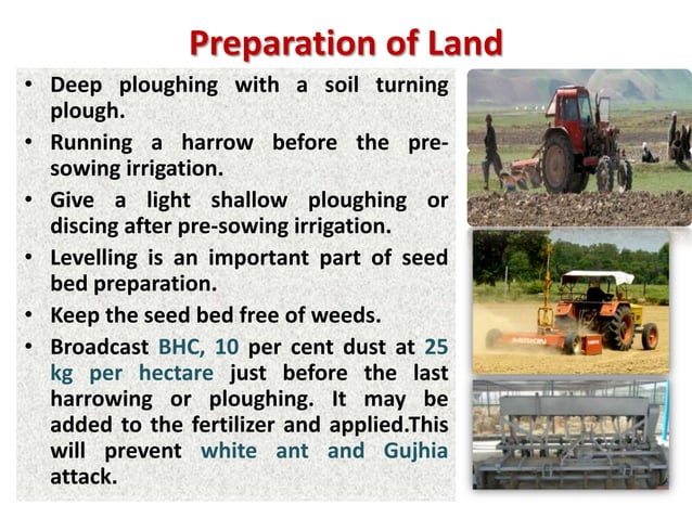 Seed production technology of wheat | PPSX | Agriculture | Industries