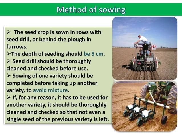 Seed production technology of wheat | PPSX | Agriculture | Industries