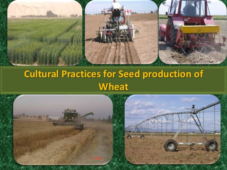 Seed production technology of wheat