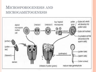 Seed propagation | PDF