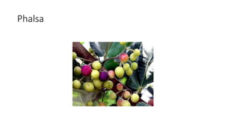 Seed propagation in plants | PPTX