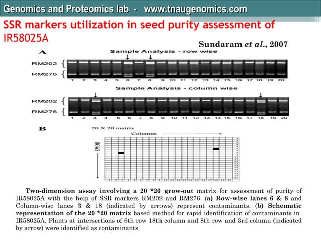 Seed purity test | PPT | Genetics | Science