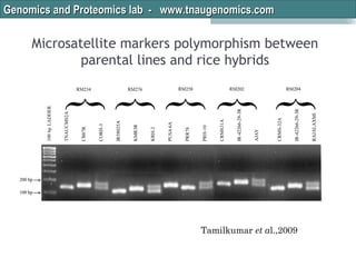 Seed purity test | PPT