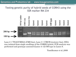 Seed purity test | PPT