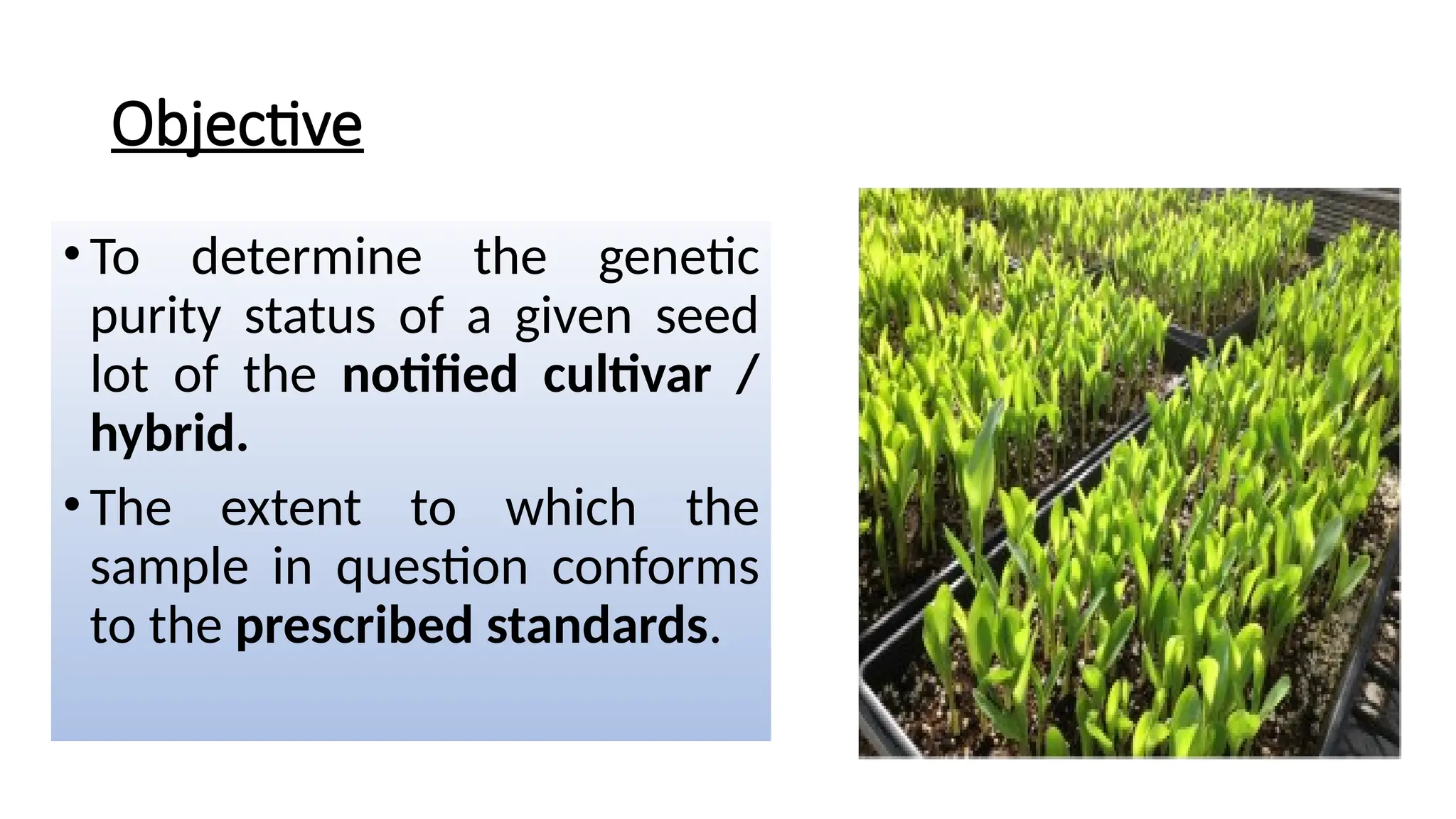 Grow Out Test (Seed Quality and Testing ) | PPTX