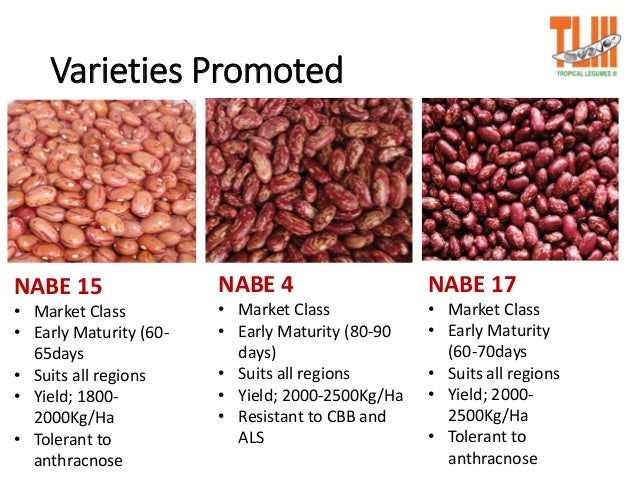 Seed Road Map_Common bean_Uganda_TL III Annual Meet