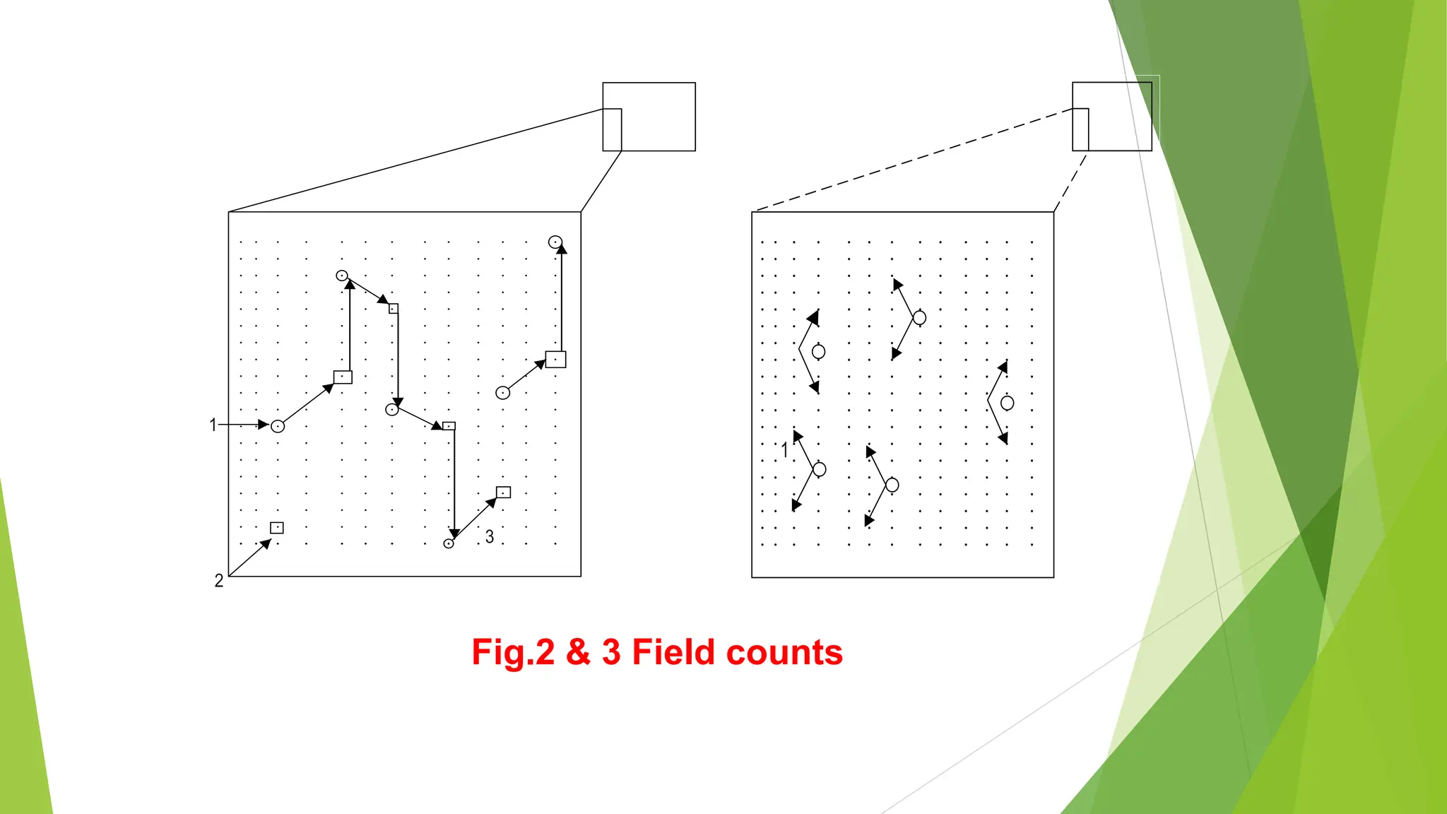 Seed Rules and Regulations of Tuber Crops.pptx