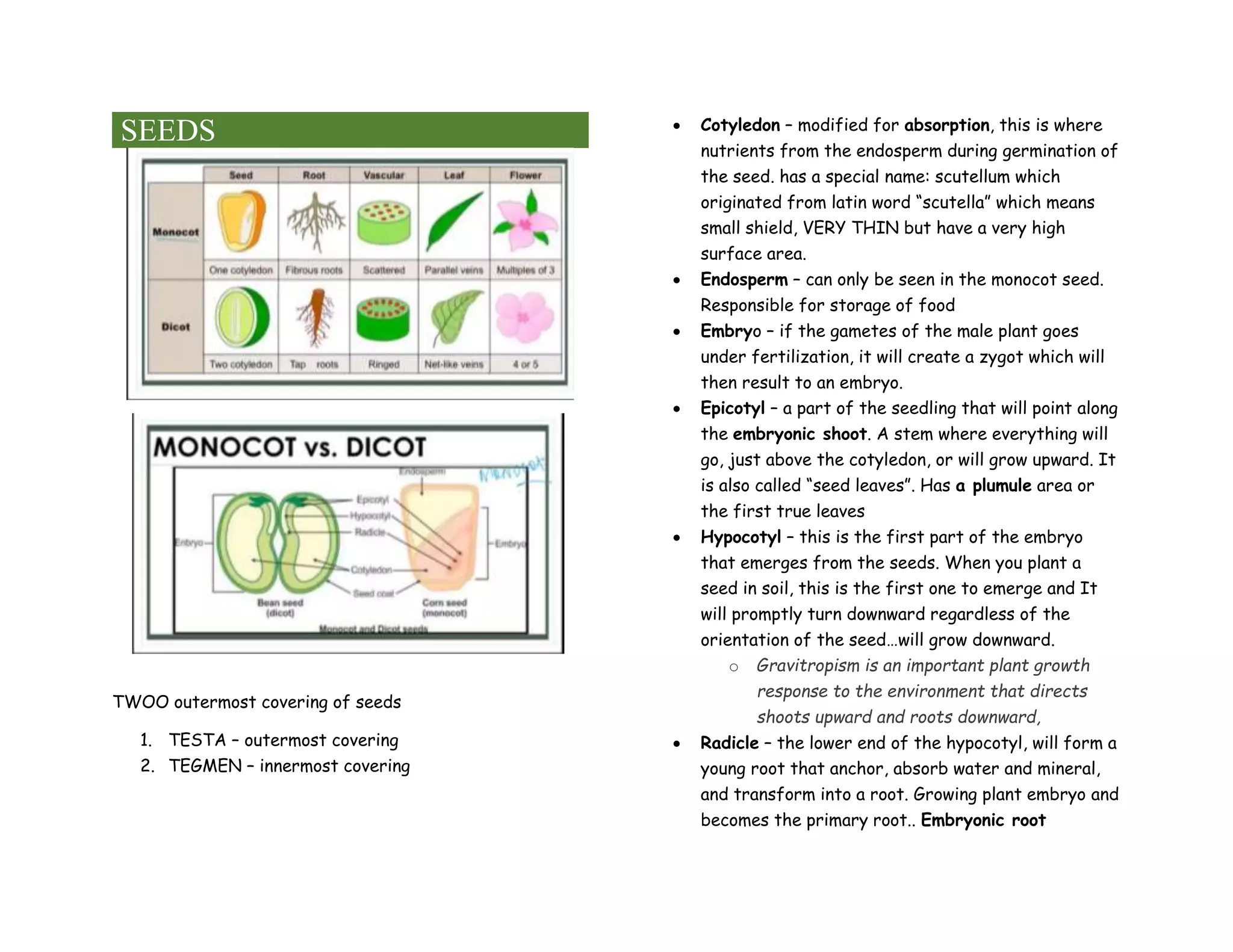 SEEDS AND FRUITS.docx