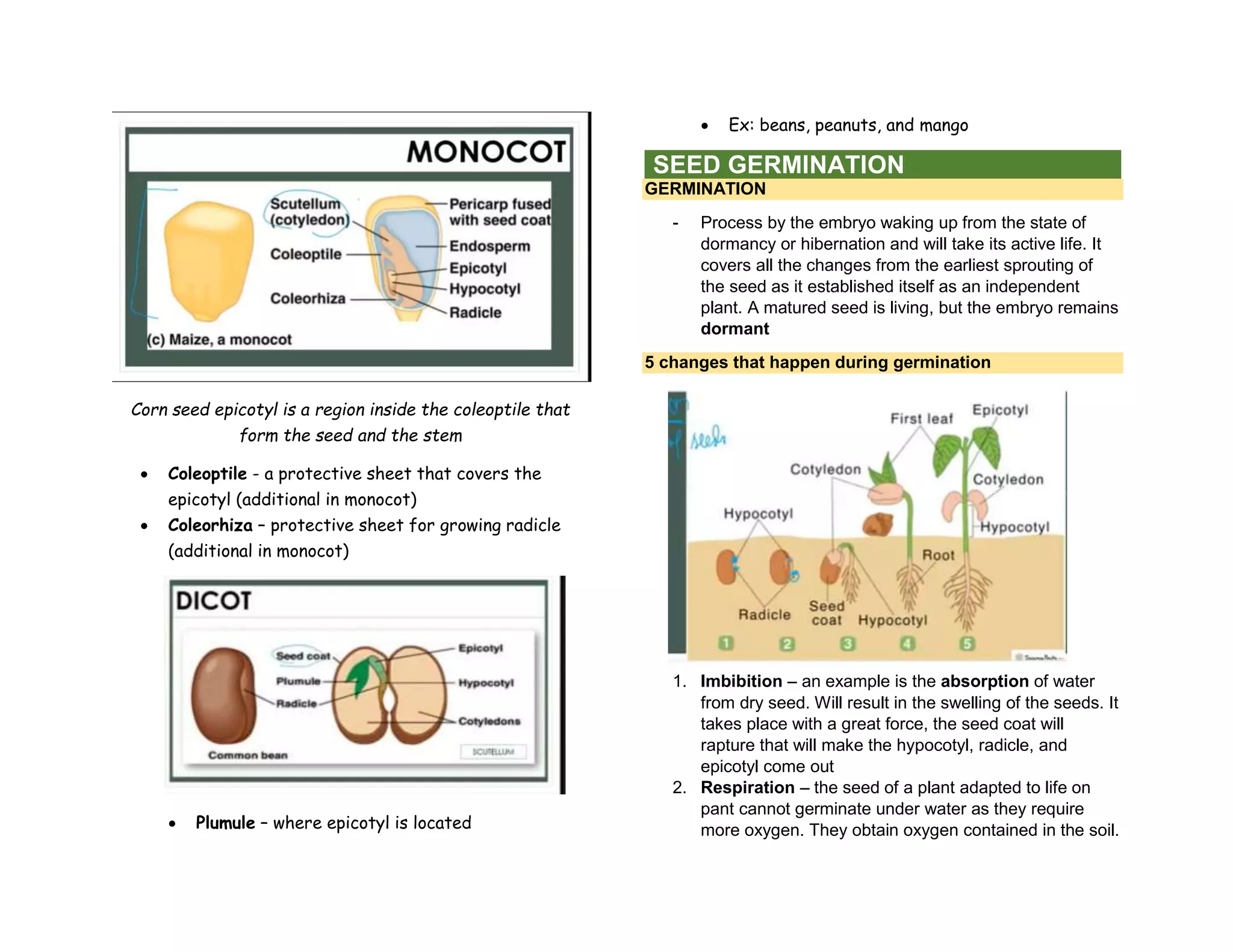 SEEDS AND FRUITS.docx