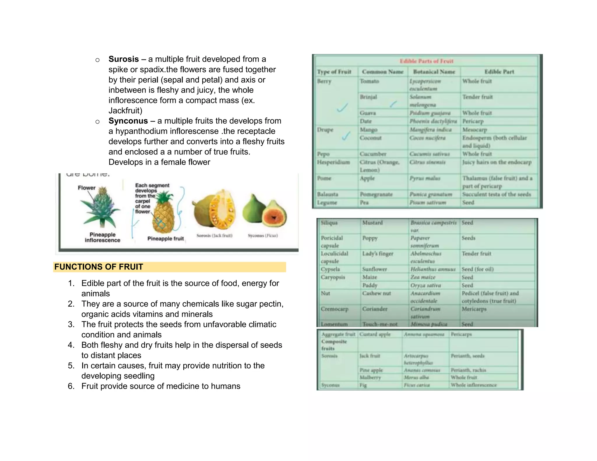 SEEDS AND FRUITS.docx