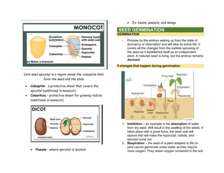 SEEDS AND FRUITS.docx