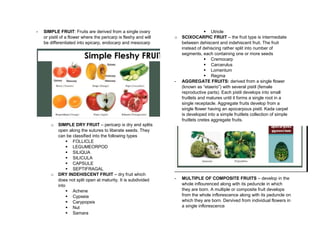SEEDS AND FRUITS.docx