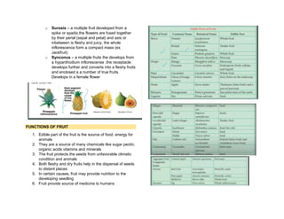 SEEDS AND FRUITS.docx