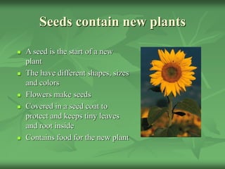 SeedsandPlants.ppt