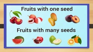SEEDS AND SEEDS Ghausia. Ncert, class 5 , CBSE, EVS book ( looking ...