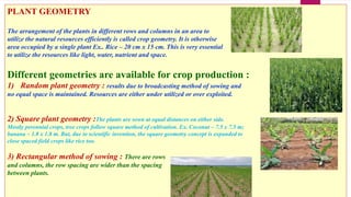 Seeds and sowing | PPTX