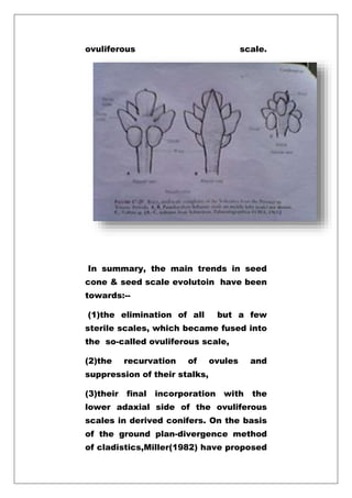 SEED SCALE COMPLEX GYMNOSPERMS | DOCX