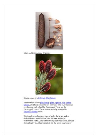 SEED SCALE COMPLEX GYMNOSPERMS | DOCX