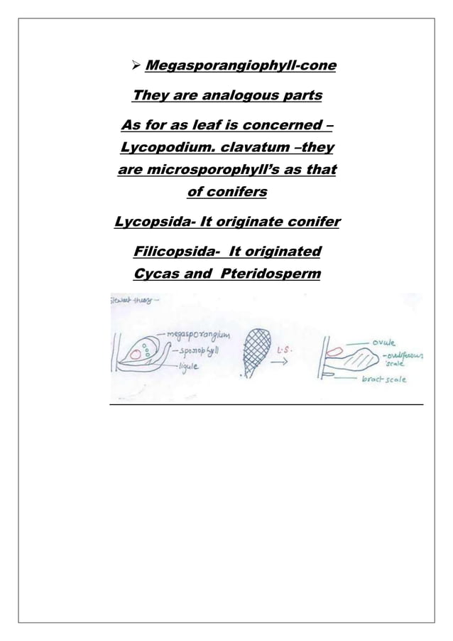 SEED SCALE COMPLEX GYMNOSPERMS | DOCX