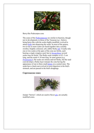 SEED SCALE COMPLEX GYMNOSPERMS | DOCX