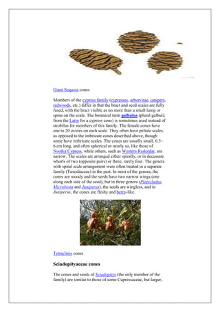 SEED SCALE COMPLEX GYMNOSPERMS | DOCX