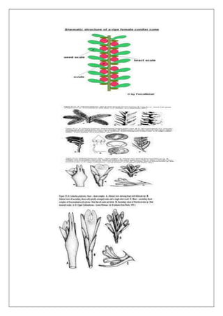 SEED SCALE COMPLEX GYMNOSPERMS | DOCX
