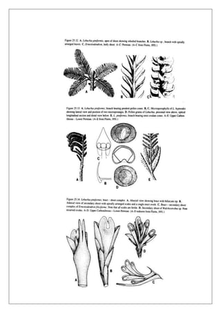 SEED SCALE COMPLEX GYMNOSPERMS | DOCX