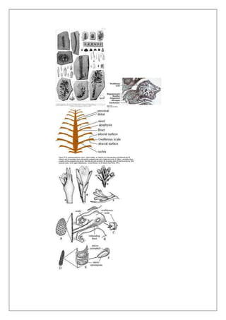 SEED SCALE COMPLEX GYMNOSPERMS | DOCX