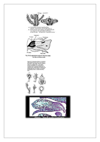 SEED SCALE COMPLEX GYMNOSPERMS | DOCX
