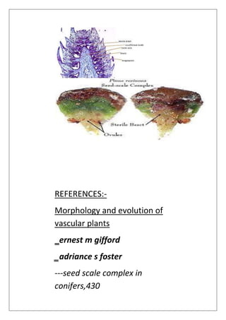 SEED SCALE COMPLEX GYMNOSPERMS | DOCX