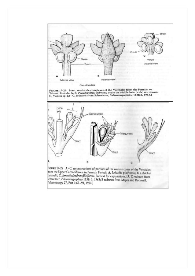 SEED SCALE COMPLEX GYMNOSPERMS | DOCX