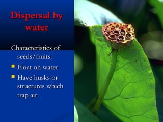 Seeds dispersal | PPT