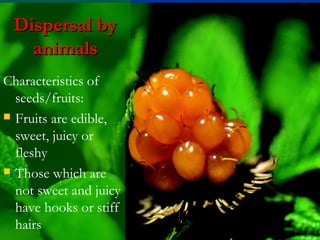 Seeds dispersal | PPT
